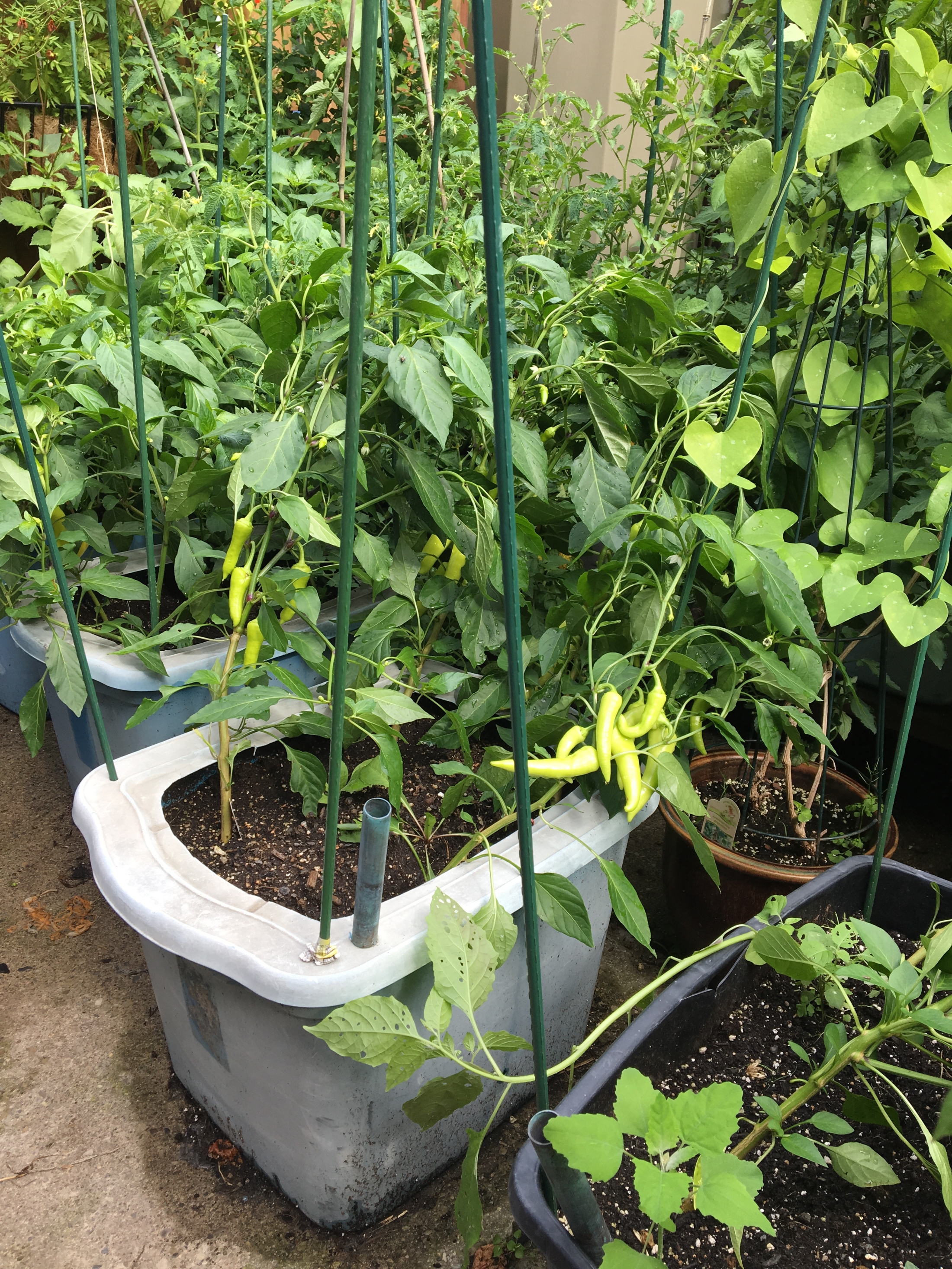 10 Tips to Container Gardening Success - Assante Hydrostone